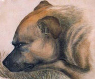 Keeper: Emily Brontë’s Fiercely Devoted Dog | LiteraryLadiesGuide