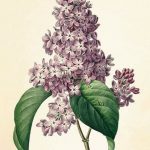 Amy Lowell, Imagist Poet | LiteraryLadiesGuide