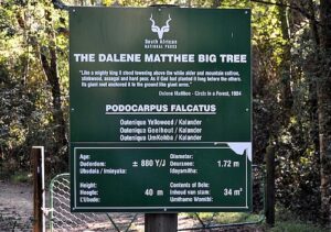 Dalene Matthee's South African "Forest Novels"